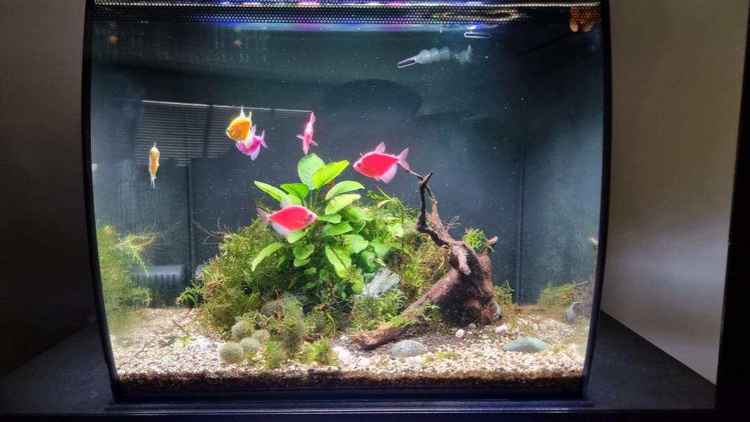 WEEKEND PROMO Fluval Flex 9G (34 litres) fish tank basic aquascape, Pet ...