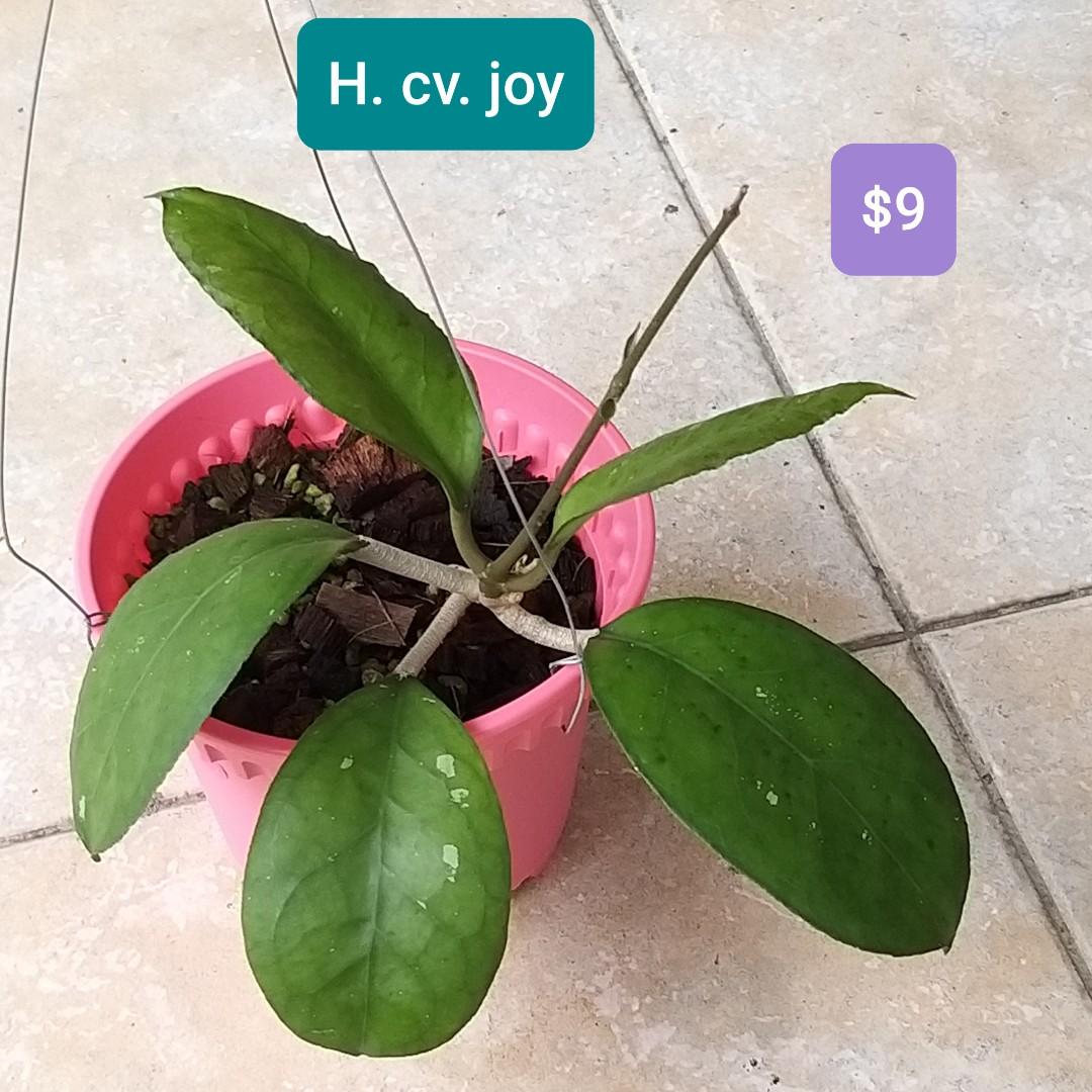 Hoya cv. Joy, Furniture & Home Living, Gardening, Plants & Seeds on ...