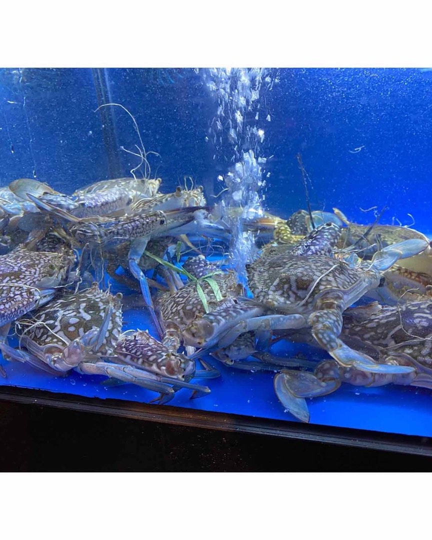 Live Flower Crab, Food & Drinks, Fresh Produce on Carousell