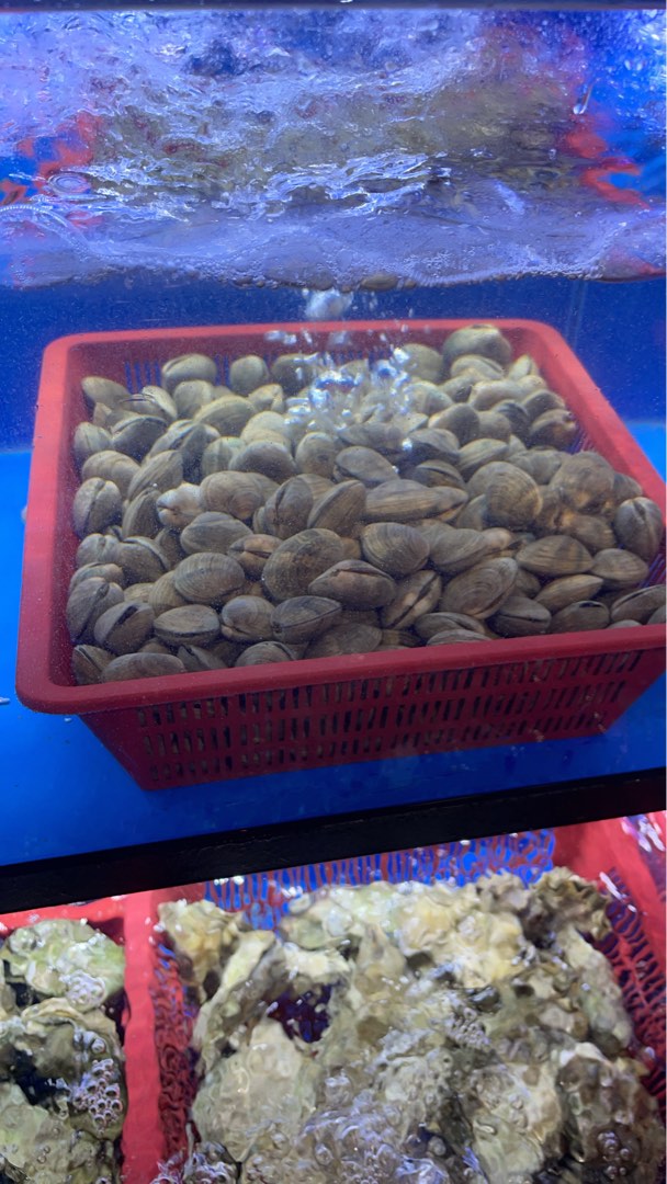 Live Manila clam, Food & Drinks, Fresh Produce on Carousell