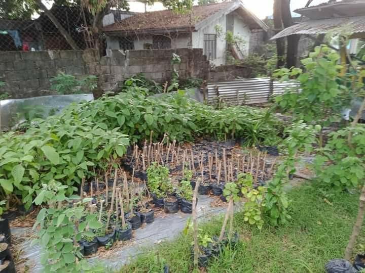 Madre de agua, rensonii, mulberry cuttings and seedlings, Furniture ...