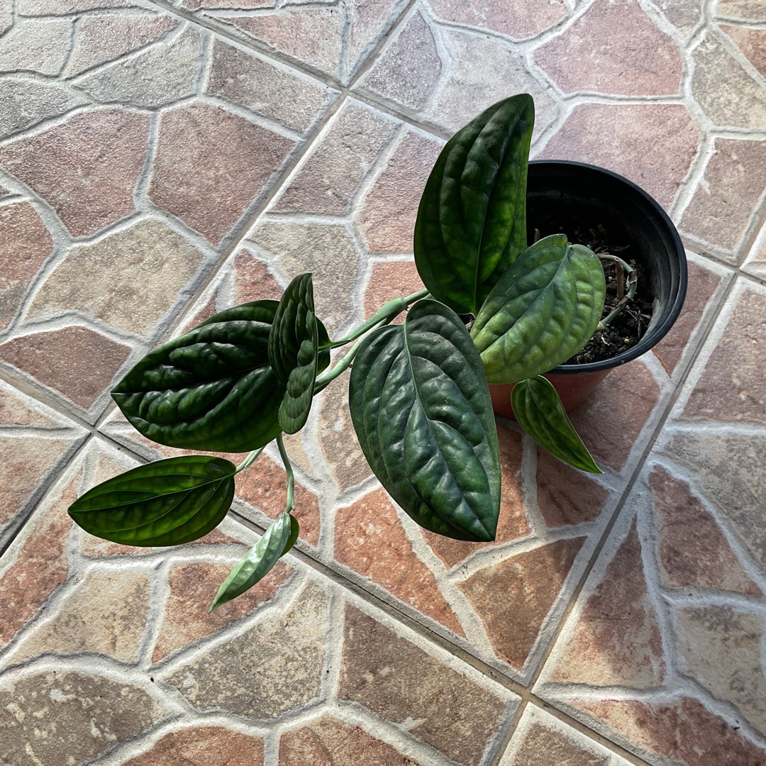 Monstera Peru, Furniture & Home Living, Gardening, Plants & Seeds on ...
