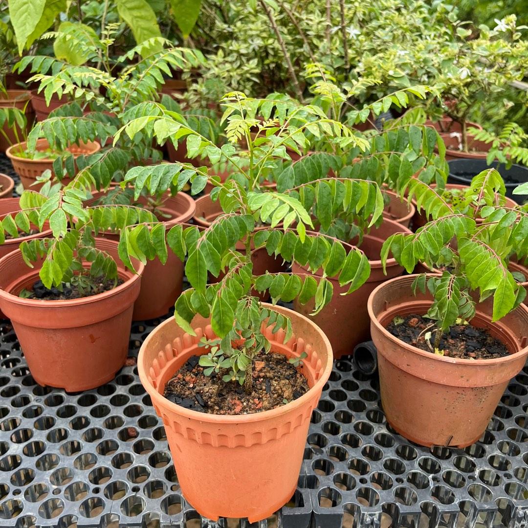 Murraya Koenigii, Indian Curry Tree, Curry Tree (0.2m), Furniture ...
