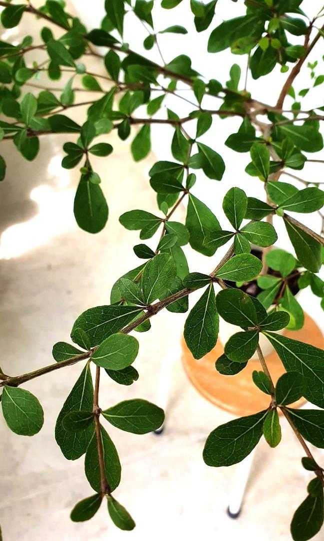 Plant - Umbrella tree (Terminalia Mantaly), Furniture & Home Living ...