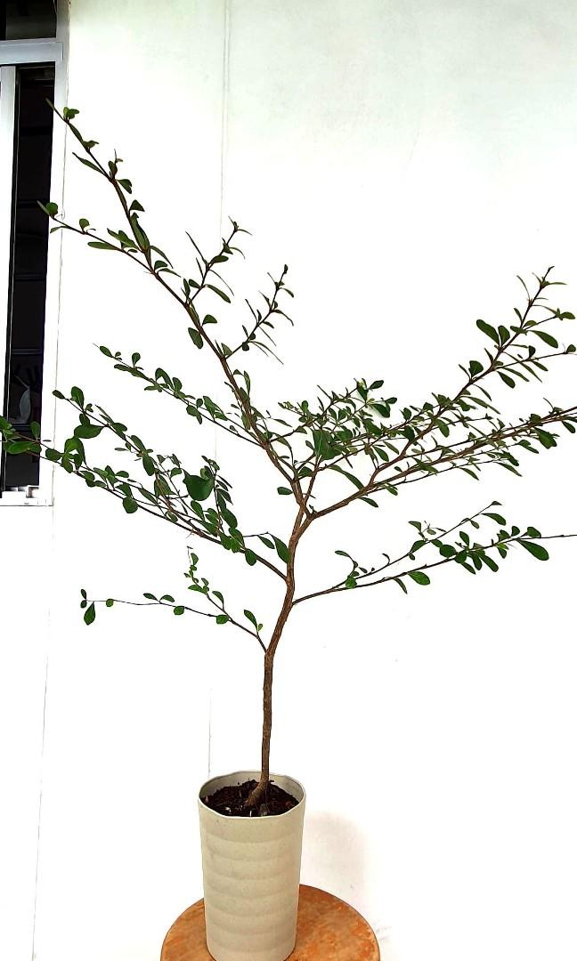 Plant - Umbrella tree (Terminalia Mantaly), Furniture & Home Living ...