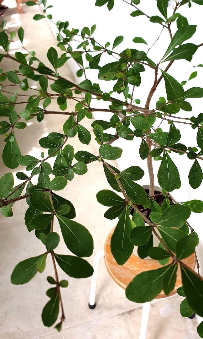 Plant - Umbrella tree (Terminalia Mantaly), Furniture & Home Living ...