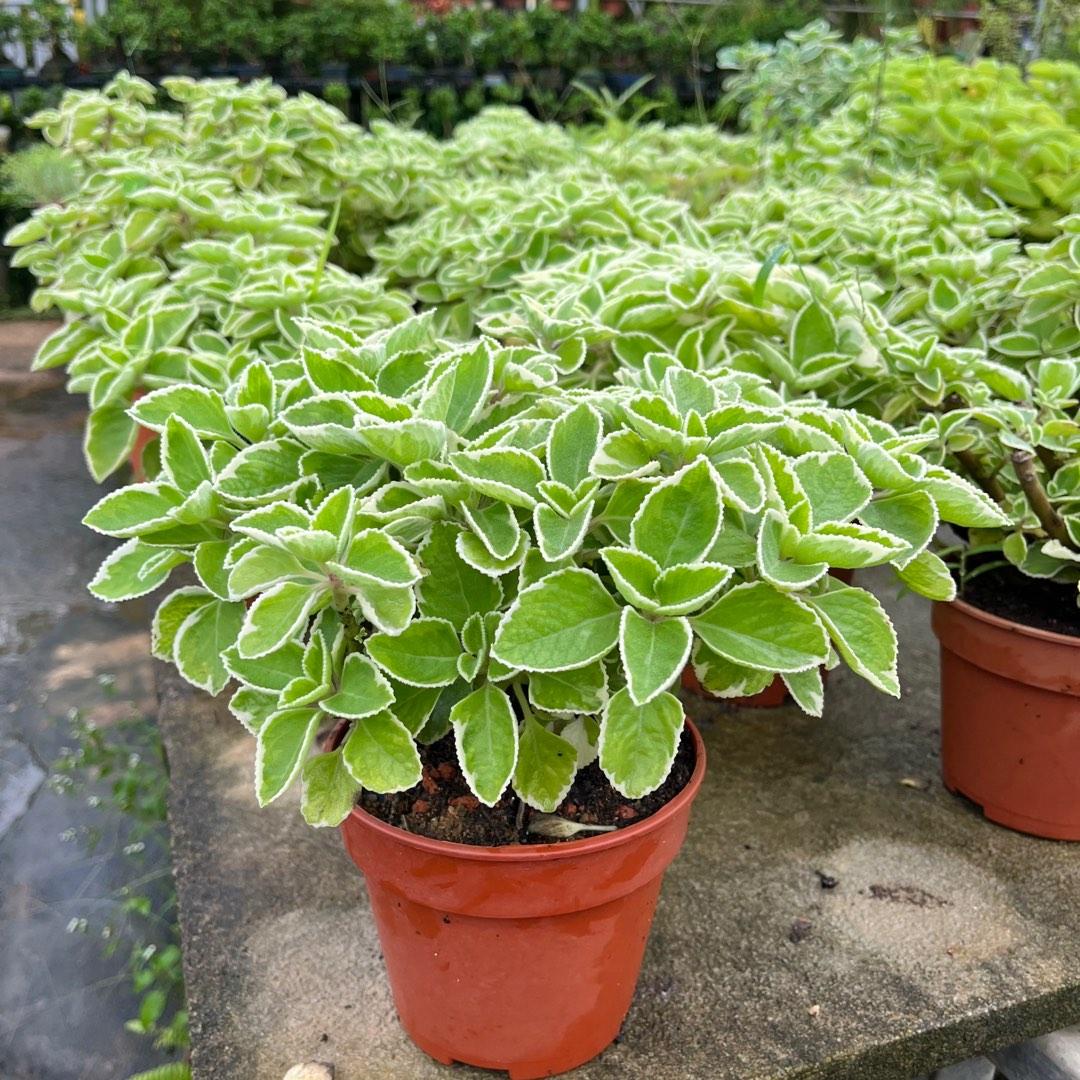 Plectranthus Amboinicus & Variegated(0.25m), Furniture & Home Living ...