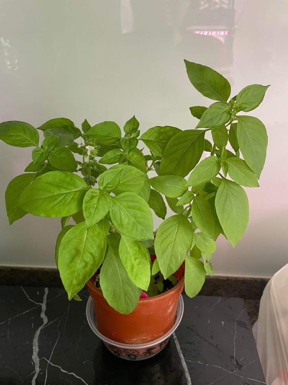 Seeds - Kemangi Basil ( Indonesia Basil), Furniture & Home Living ...