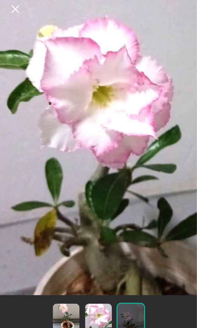 Adenium big flowers, Furniture & Home Living, Gardening, Plants & Seeds ...