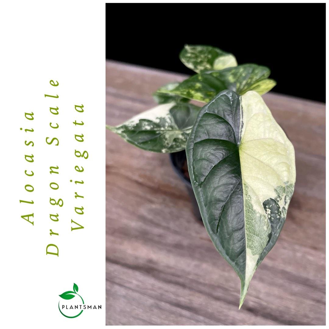 Alocasia Dragon Scale Variegata, Furniture & Home Living, Gardening ...