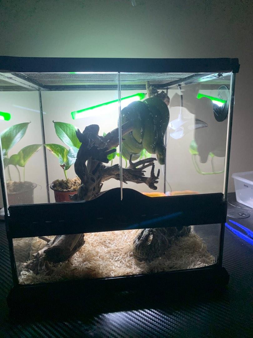 Aru Green Python Snake Ular with license and terrarium/enclosure, Pet ...