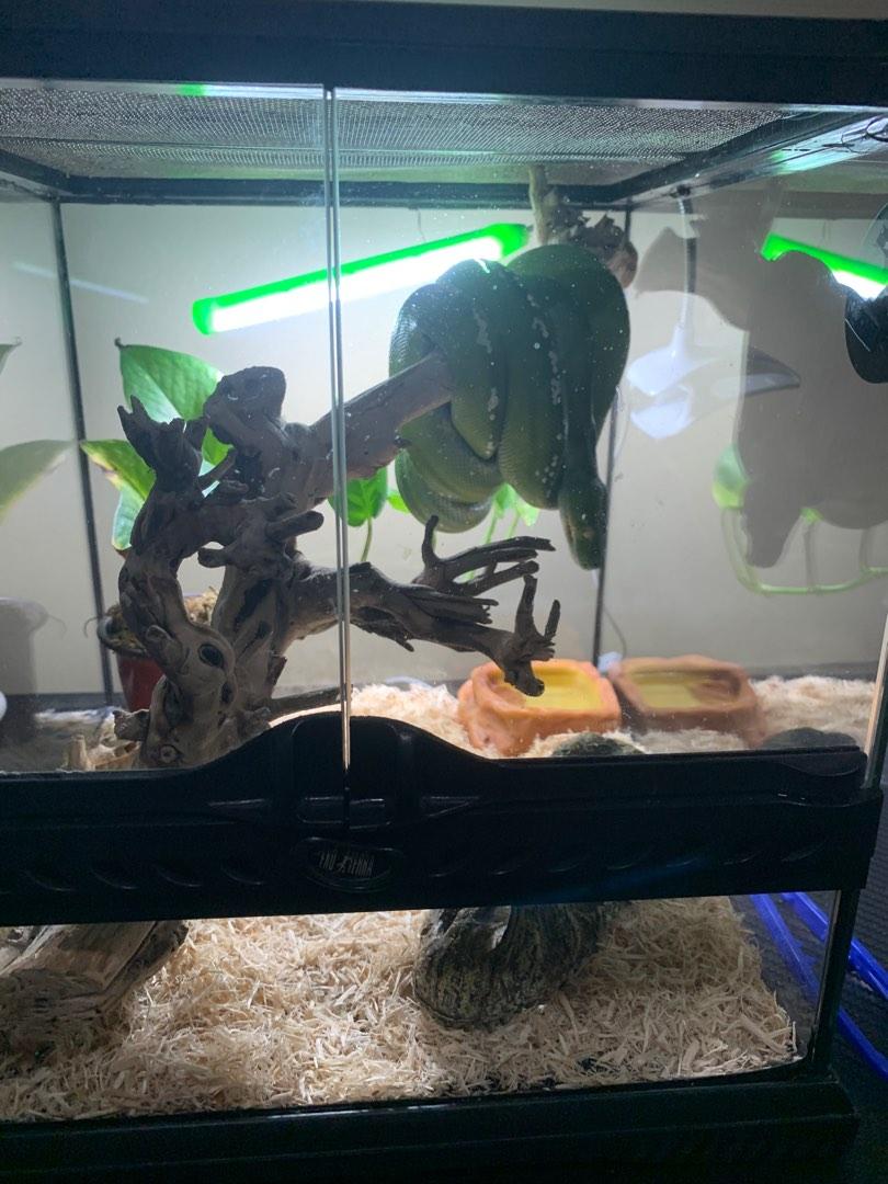 Aru Green Python Snake Ular with license and terrarium/enclosure, Pet ...