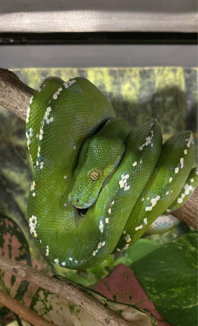 Aru Green Python Snake Ular with license and terrarium/enclosure, Pet ...