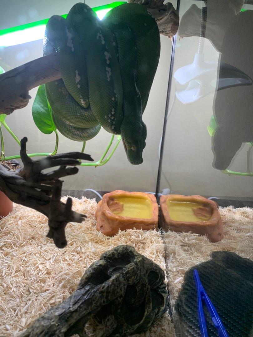 Aru Green Python Snake Ular with license and terrarium/enclosure, Pet ...