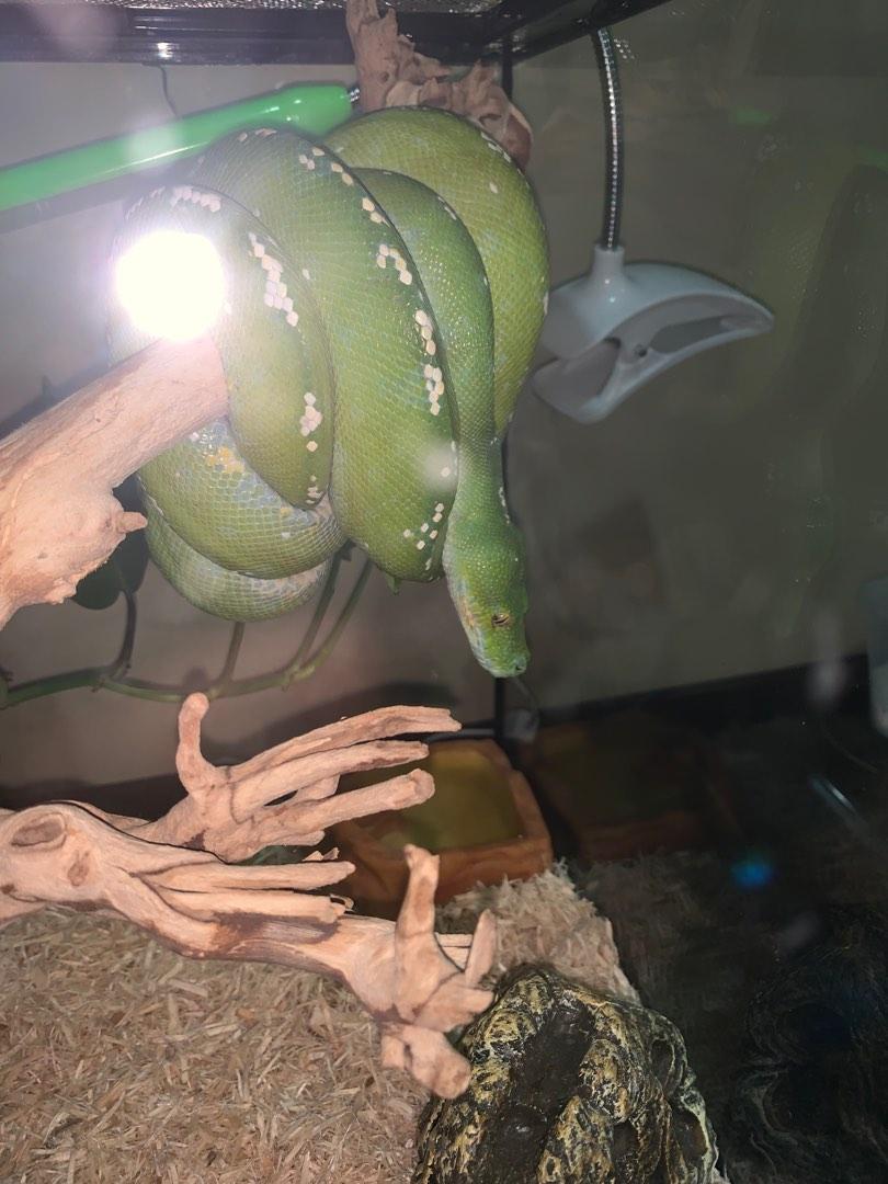 Aru Green Python Snake Ular with license and terrarium/enclosure, Pet ...
