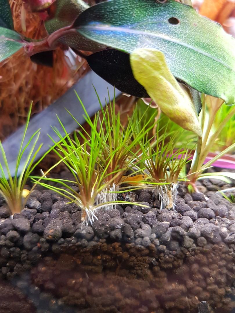 Blood Vomit, Pet Supplies, Homes & Other Pet Accessories on Carousell