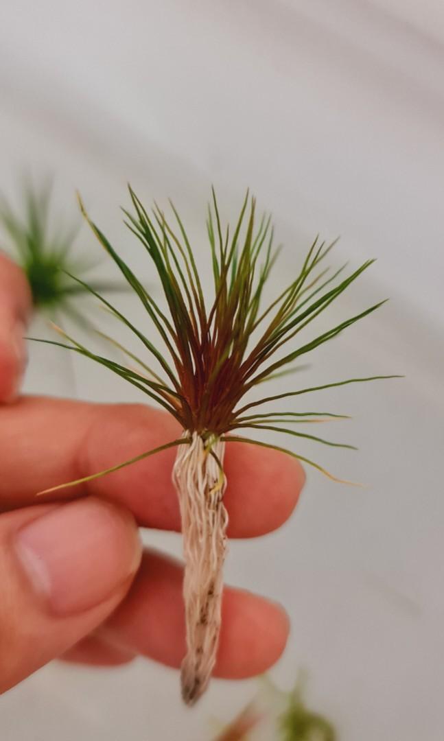 Blood Vomit, Pet Supplies, Homes & Other Pet Accessories on Carousell