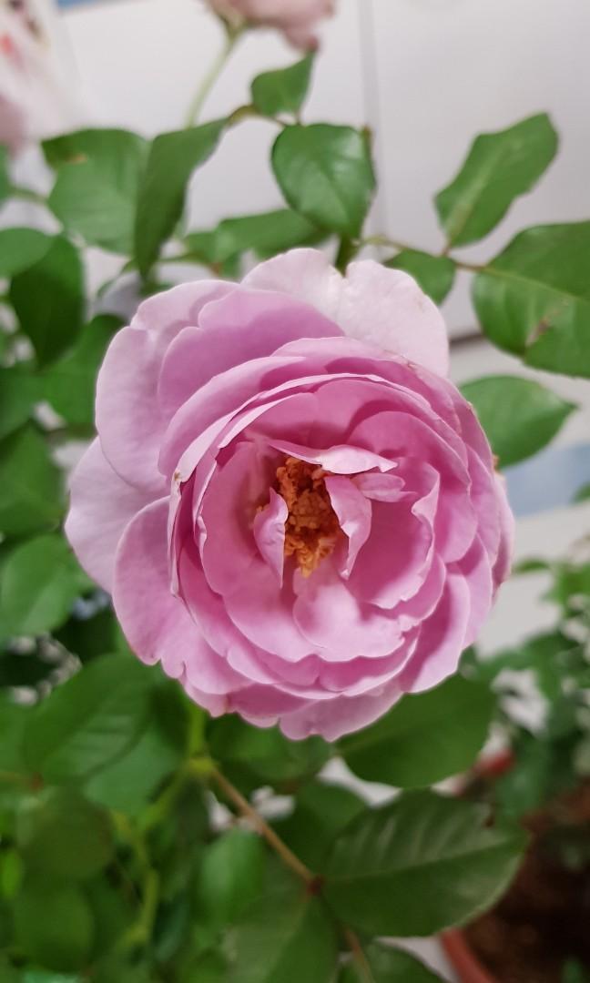 Blue Storm rose plant (90cm), Furniture & Home Living, Gardening ...