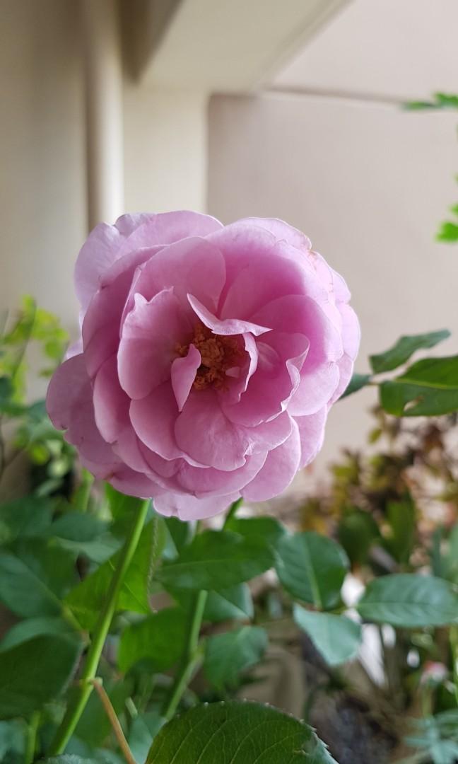 Blue Storm rose plant (90cm), Furniture & Home Living, Gardening ...