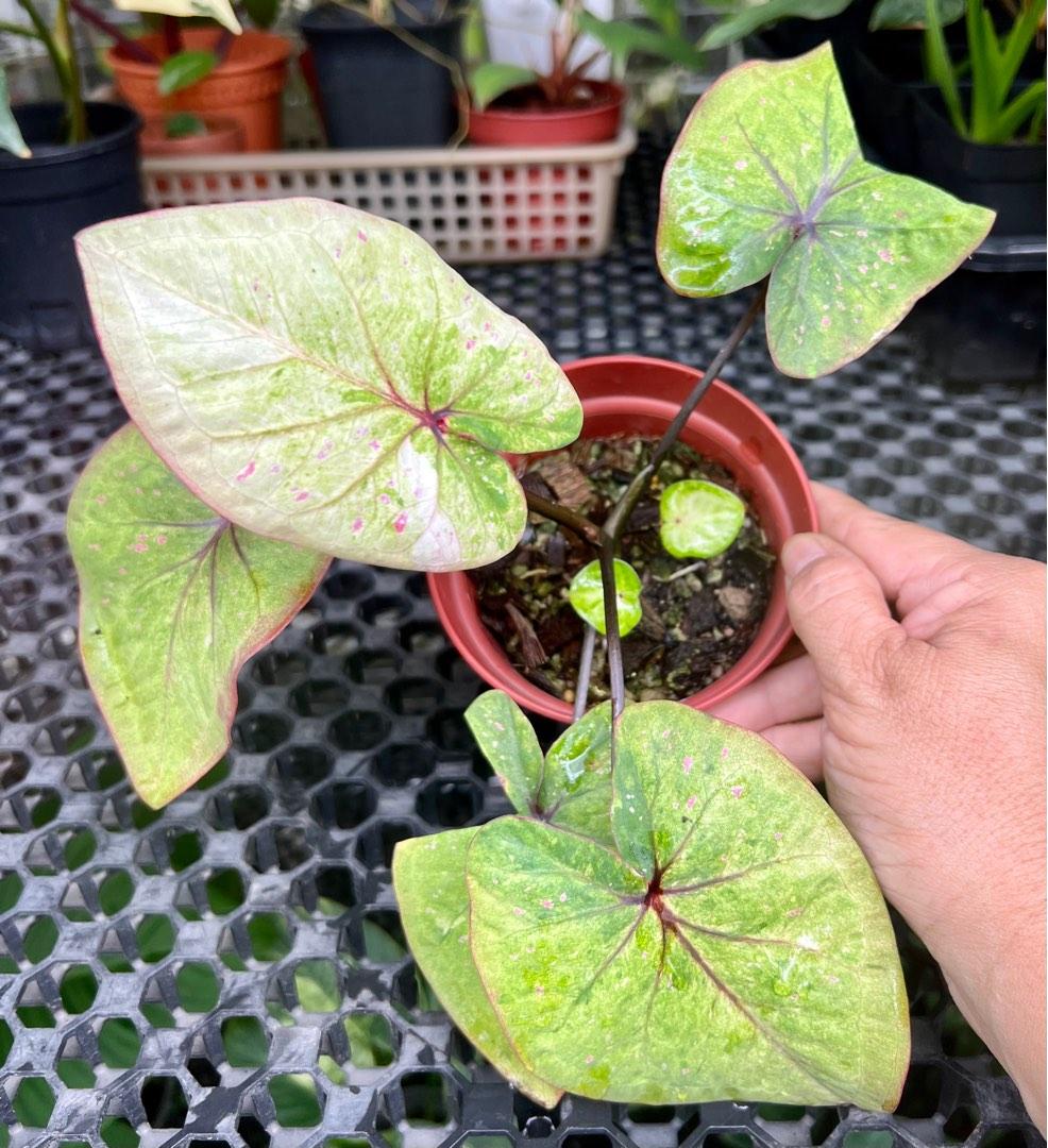 Caladium Thai Hybrid, Furniture & Home Living, Gardening, Plants ...