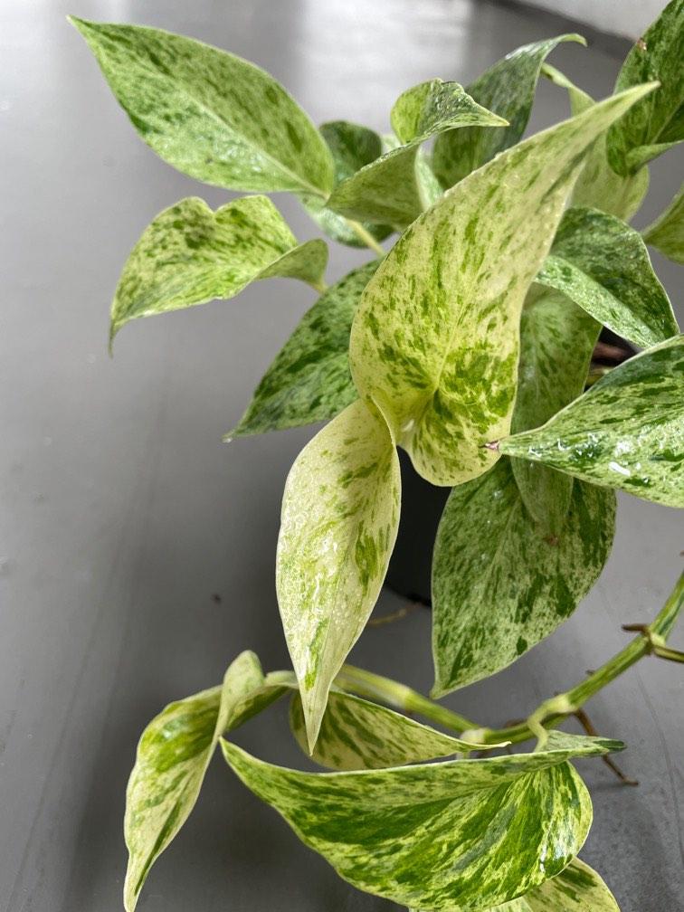 Epipremnum Marble Queen, Furniture & Home Living, Gardening, Plants ...
