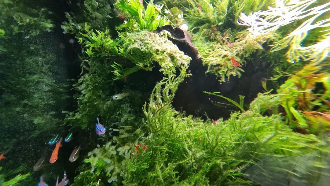 Fluval Flex 9G lush aquascape, Pet Supplies, Homes & Other Pet ...