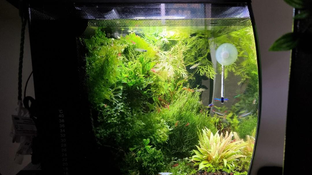 Fluval Flex 9G lush aquascape, Pet Supplies, Homes & Other Pet ...