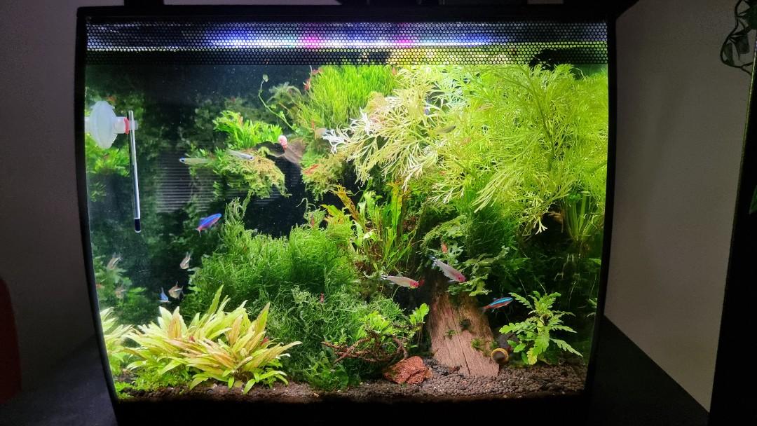 Fluval Flex 9G lush aquascape, Pet Supplies, Homes & Other Pet ...