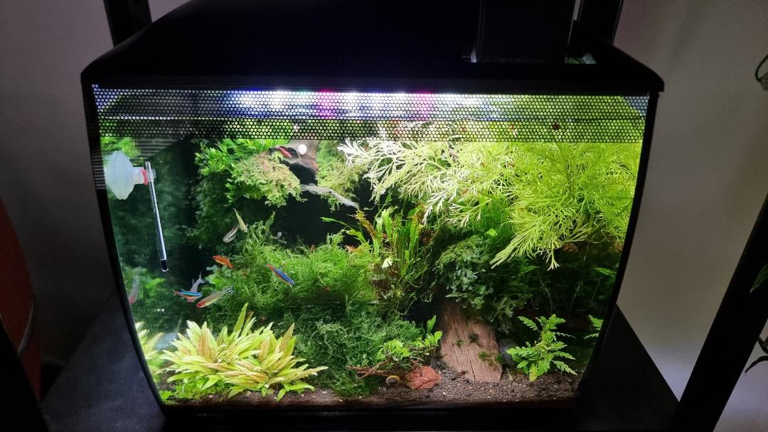 Fluval Flex 9G lush aquascape, Pet Supplies, Homes & Other Pet ...