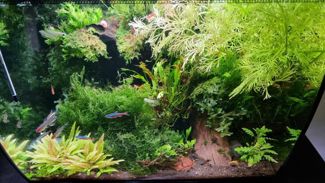 Fluval Flex 9G lush aquascape, Pet Supplies, Homes & Other Pet ...