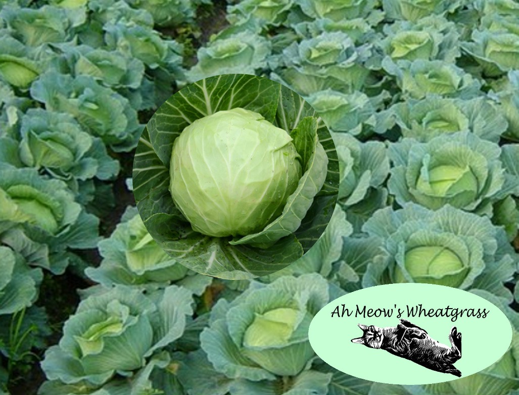 Hybrid Cabbage, Furniture & Home Living, Gardening, Plants & Seeds on ...