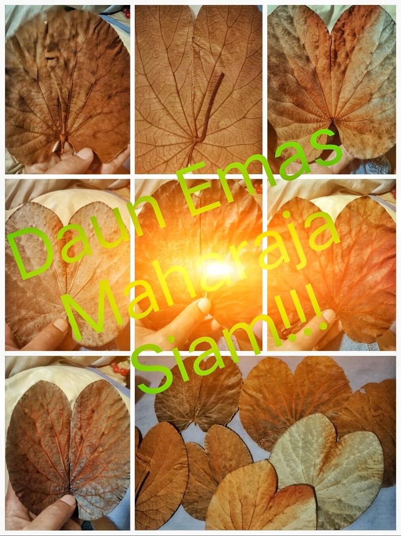 Hyper Rare!!! Daun Emas Maharaja Siam, Hobbies & Toys, Memorabilia ...