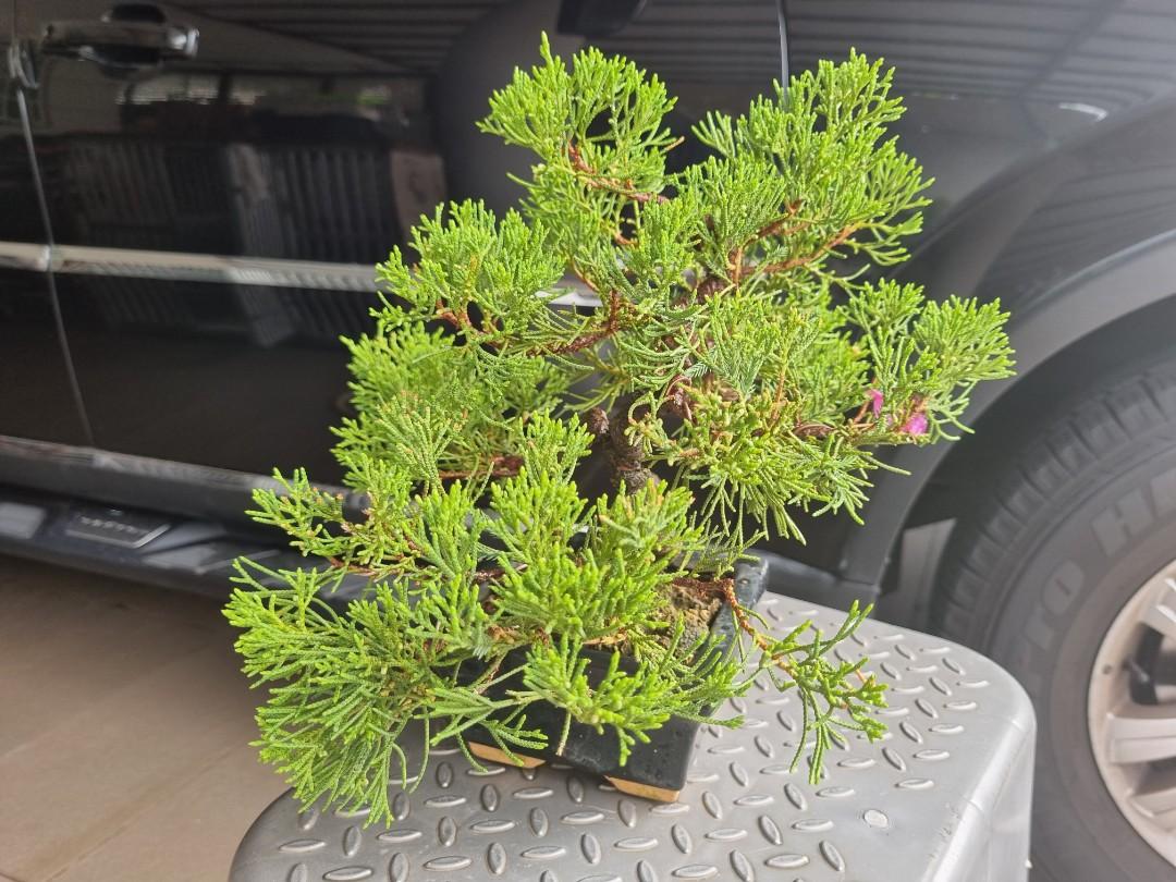 Taiwanese Juniper Bonsai, Furniture & Home Living, Gardening, Plants ...