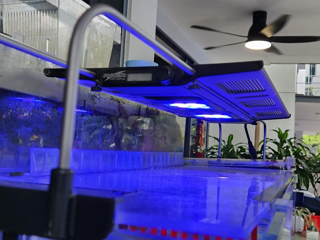 Maxspect light, Pet Supplies, Homes & Other Pet Accessories on Carousell