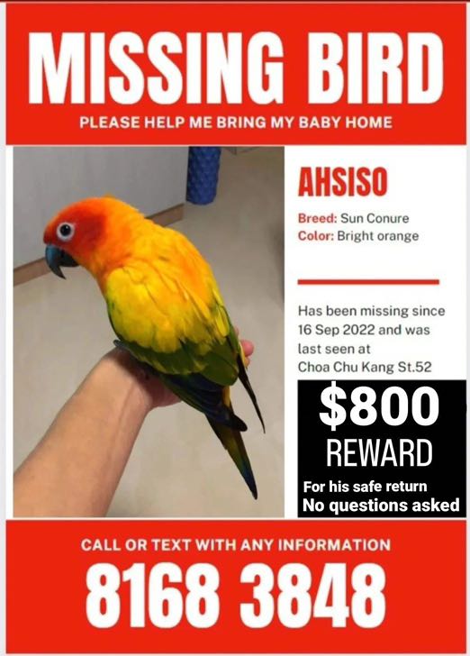 Missing bird sun conure, Announcements on Carousell