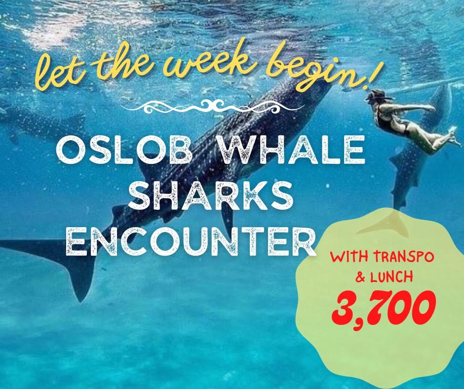 Oslob Whale Sharks Encounter, Tickets & Vouchers, Flights & Overseas ...