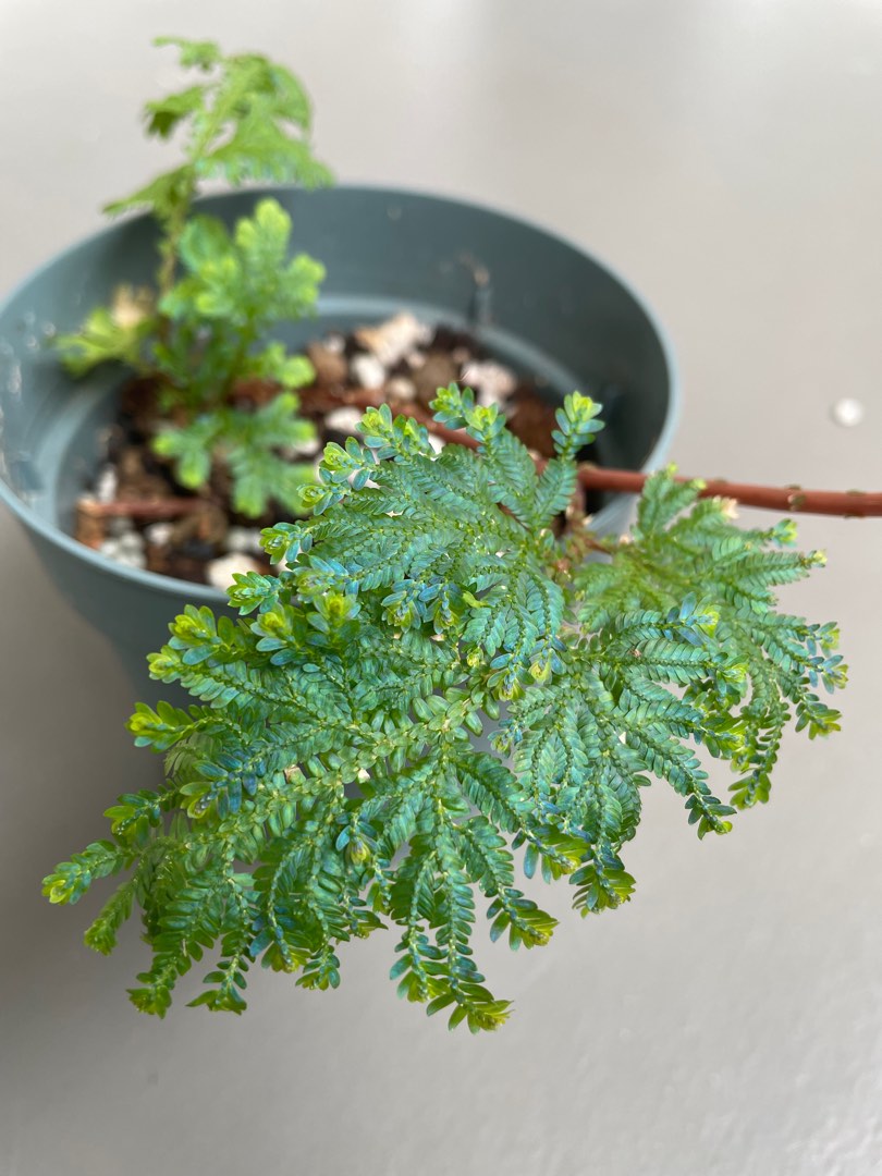 Peacock fern selaginella uncinata, Furniture & Home Living, Gardening ...