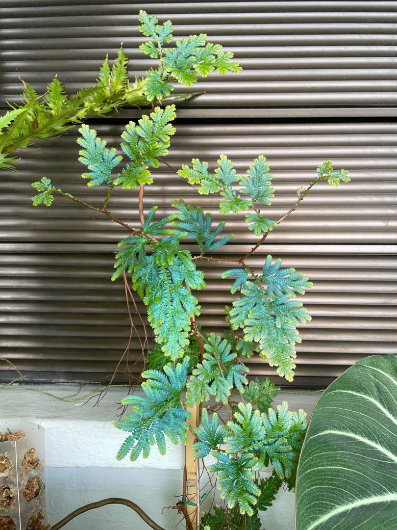 Peacock fern selaginella uncinata, Furniture & Home Living, Gardening ...