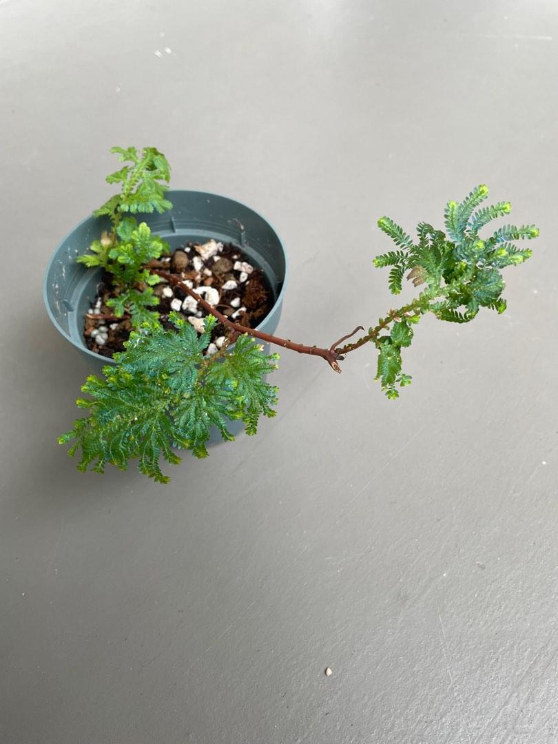 Peacock fern selaginella uncinata, Furniture & Home Living, Gardening ...