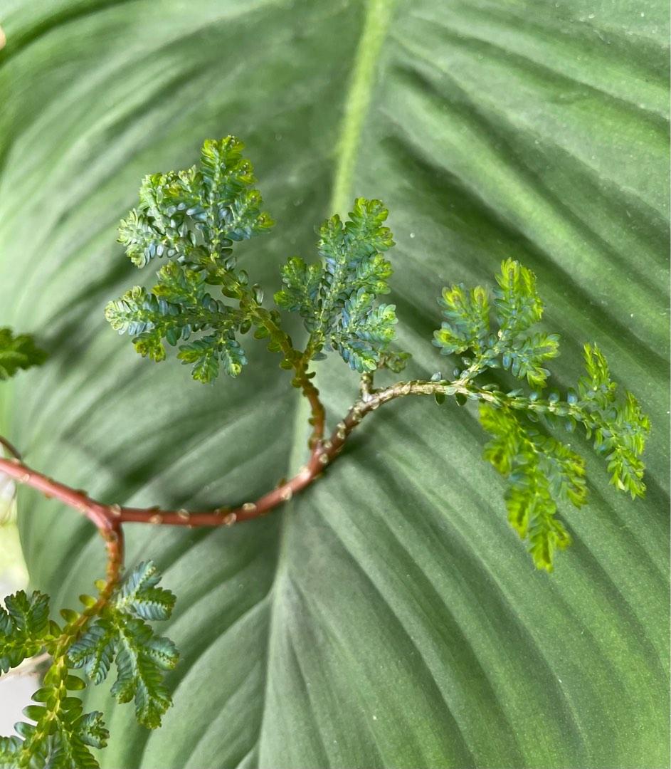 Peacock fern selaginella uncinata, Furniture & Home Living, Gardening ...