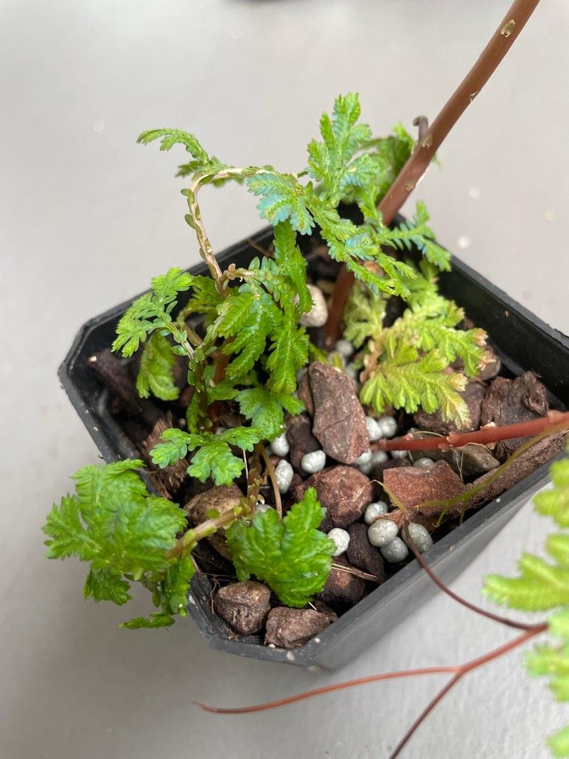 Peacock fern selaginella uncinata, Furniture & Home Living, Gardening ...