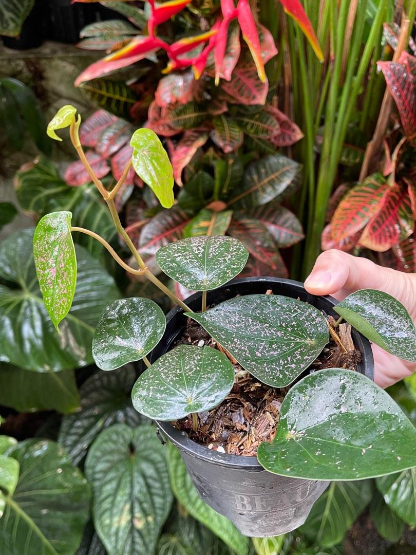 Piper sp. Papua, Furniture & Home Living, Gardening, Plants & Seeds on ...