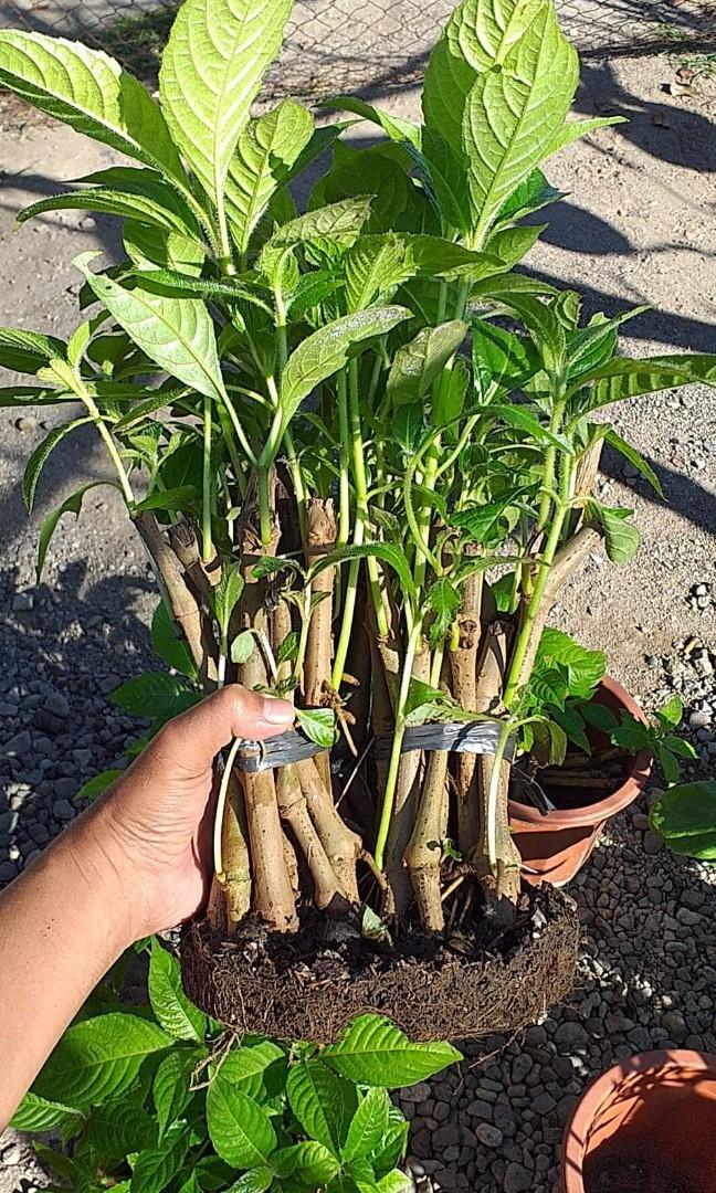 Rooted Madre de Agua Available for, Furniture & Home Living, Gardening ...