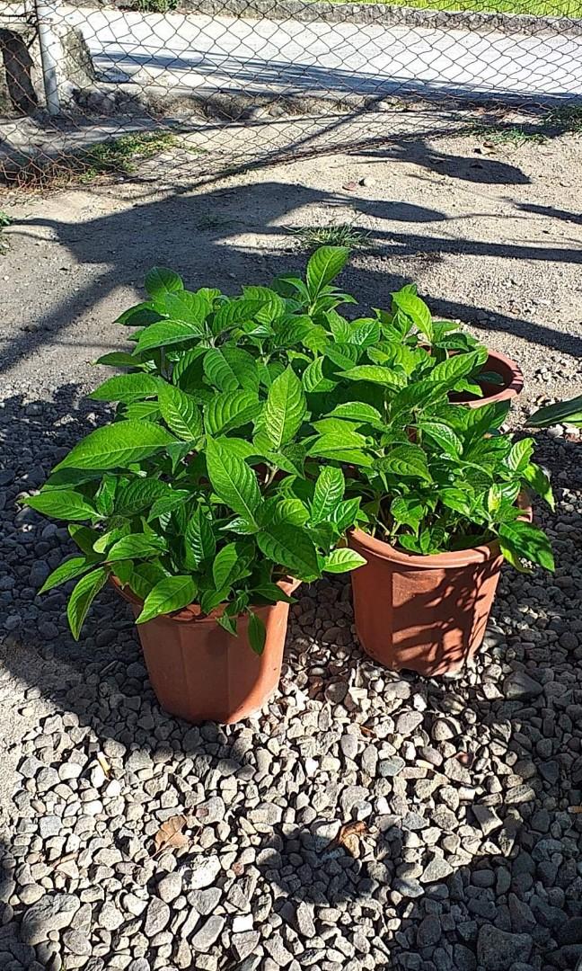 Rooted Madre de Agua Available for, Furniture & Home Living, Gardening ...