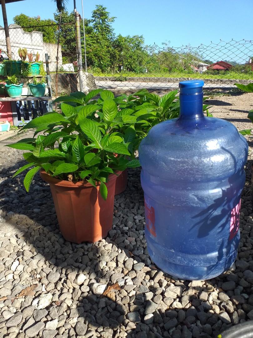 Rooted Madre de Agua Available for, Furniture & Home Living, Gardening ...