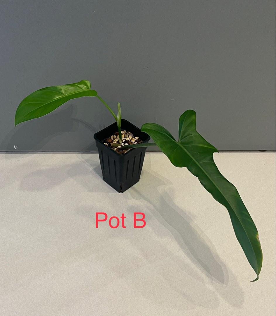 *SALE* Philodendron Jerry Horne, Furniture & Home Living, Gardening ...