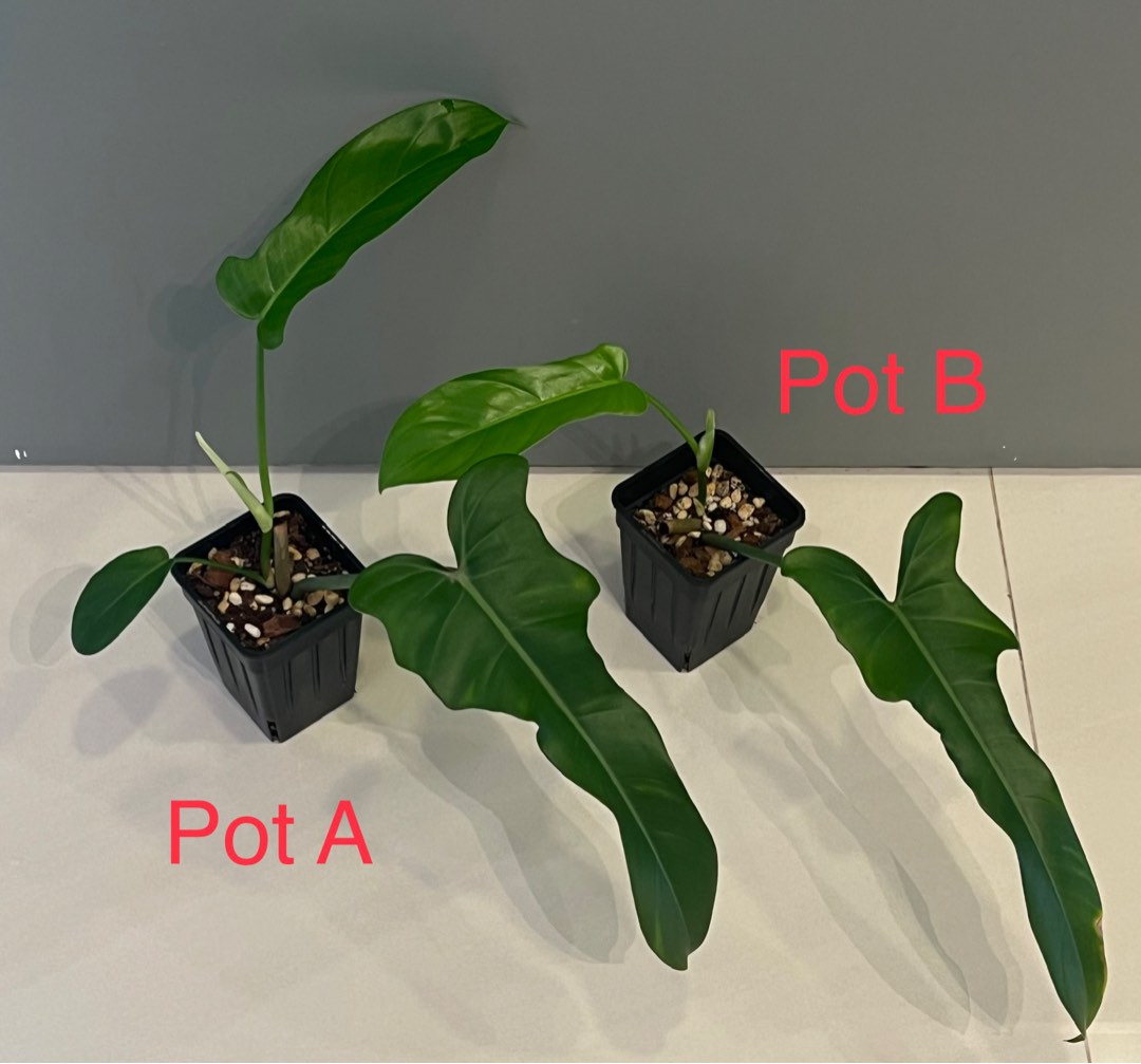 *SALE* Philodendron Jerry Horne, Furniture & Home Living, Gardening ...