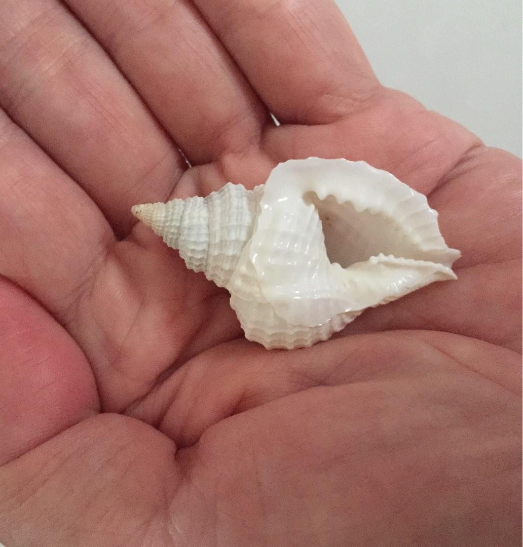 Seashell - Distorsio perdistorta seashell, Hobbies & Toys, Memorabilia ...