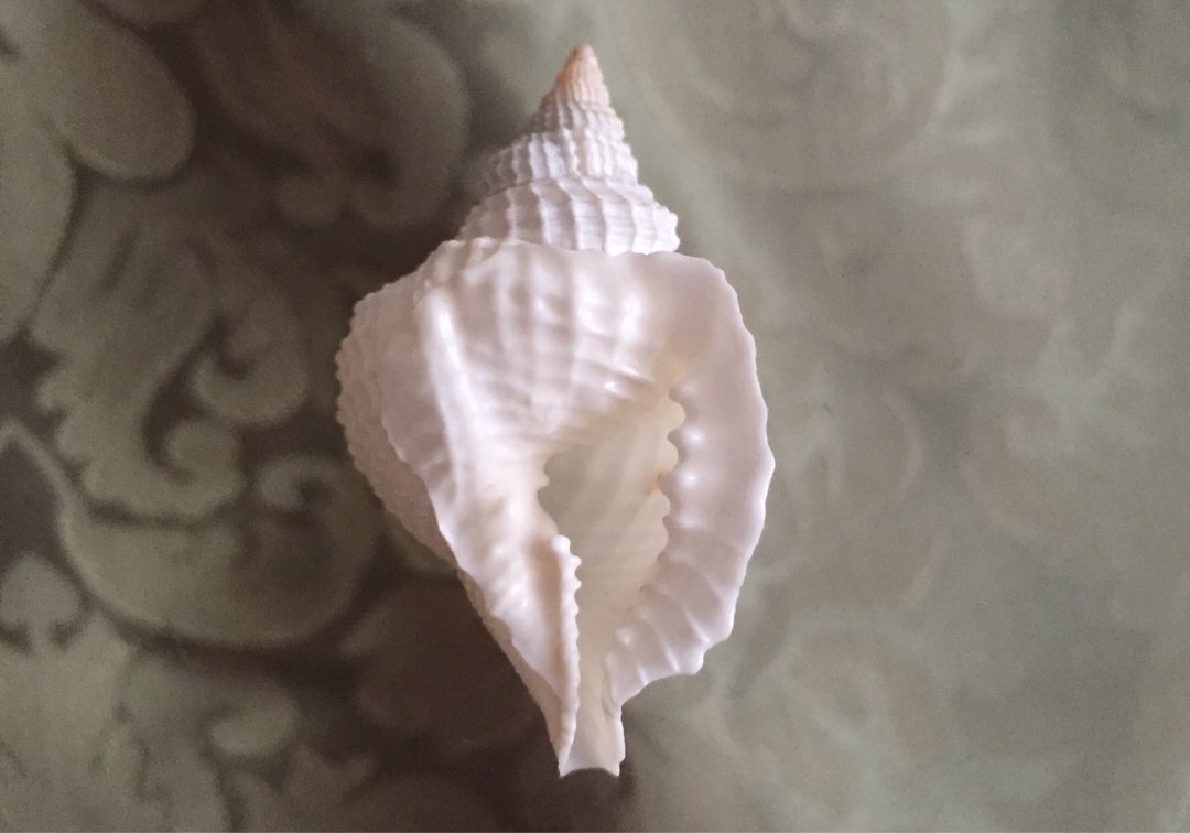 Seashell - Distorsio perdistorta seashell, Hobbies & Toys, Memorabilia ...