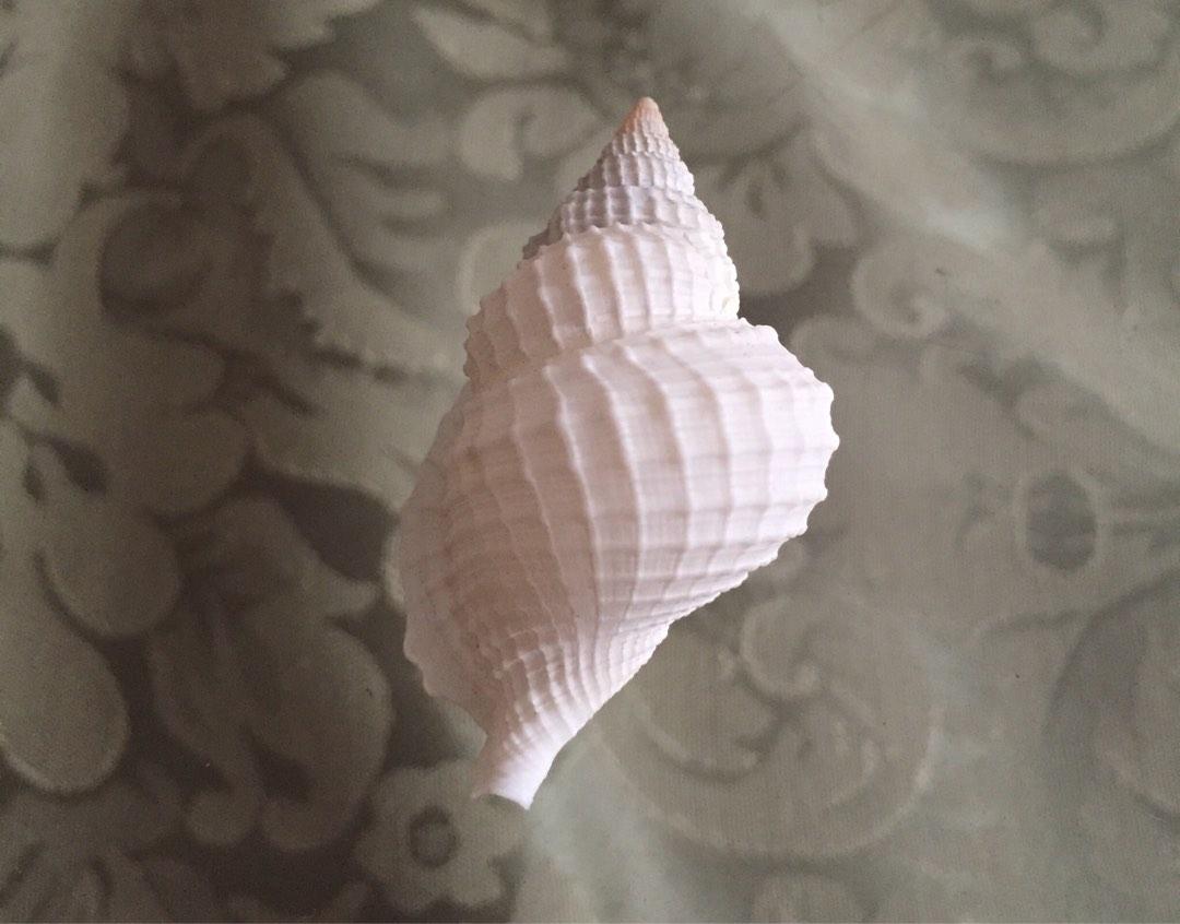Seashell - Distorsio perdistorta seashell, Hobbies & Toys, Memorabilia ...
